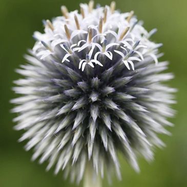 echinops | Antique Perennials
