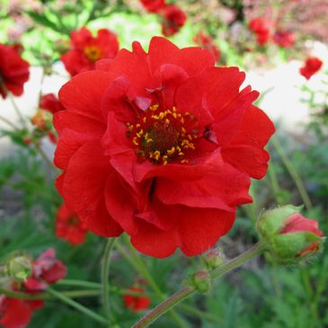 geum | Antique Perennials