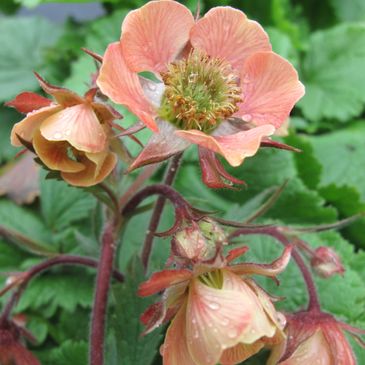 geum | Antique Perennials
