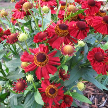 helenium | Antique Perennials
