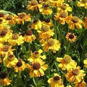 helenium | Antique Perennials
