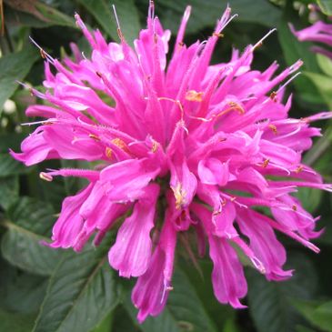 monarda | Antique Perennials