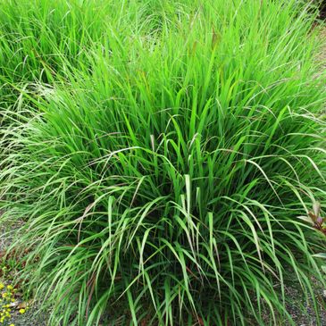 panicum | Antique Perennials
