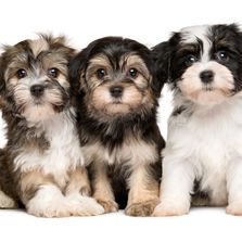 Havanese Puppies - Huggy Bear Havanese