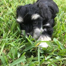 Havanese Puppies - Huggy Bear Havanese