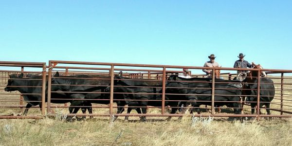 Pine Creek Angus Ranch