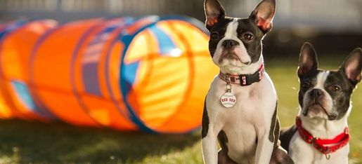 One Smart Dog - Dog Training, Puppy Training , Group Classes