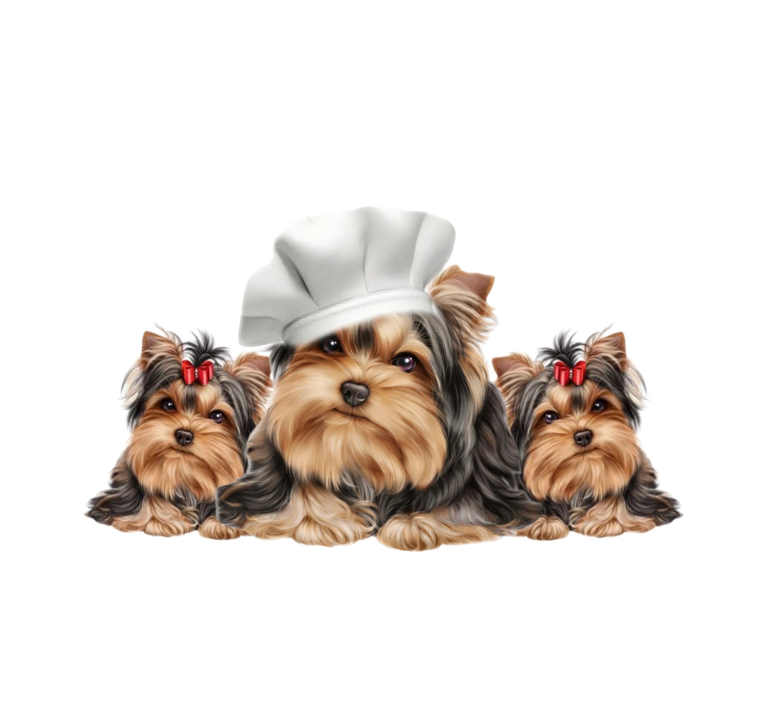 Find Your Perfect Companion: Yorkies for Sale | Space Coast Yorkies