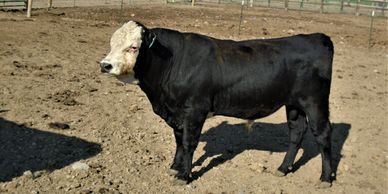 BULLS FOR SALE | Peaceful valley black herefords