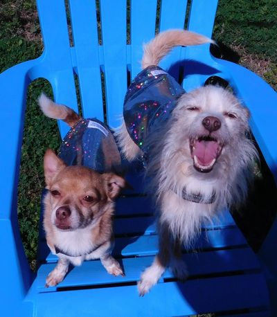 Pet Protection Vest, Dog, Birds - Pawsitive Innovations