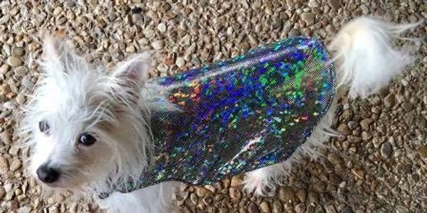 Pet Protection Vest, Dog, Birds - Pawsitive Innovations