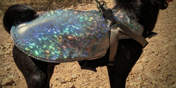 Pet Protection Vest, Dog, Birds - Pawsitive Innovations