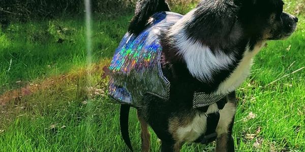 Pawsitive Innovations - Pet Protection, Vest, Hawk, Dog, Safety