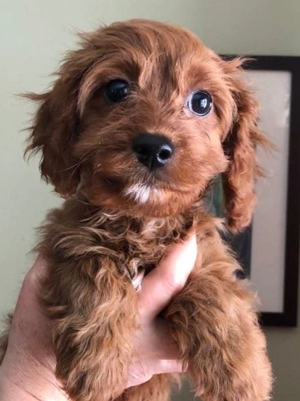 Puppy Willow Cavapoo and Cockapoo