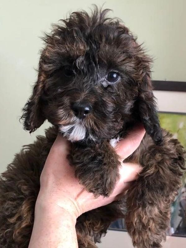 Puppy Willow Cavapoo and Cockapoo