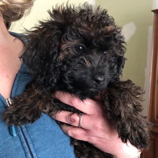 Puppy Willow Cavapoo and Cockapoo