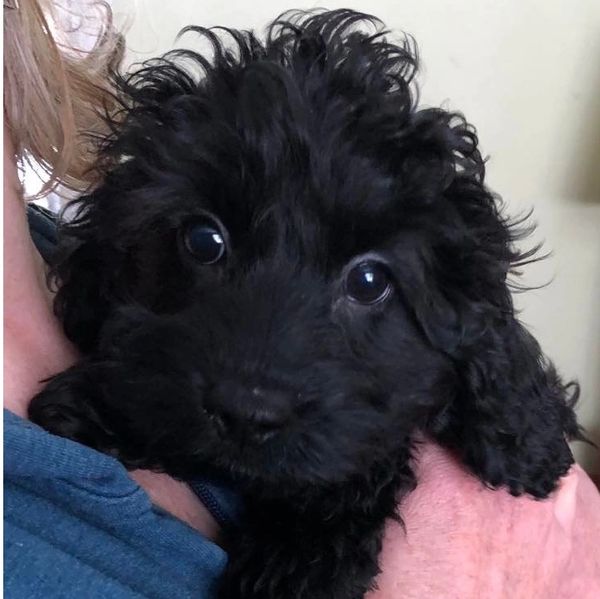 Puppy Willow Cavapoo and Cockapoo