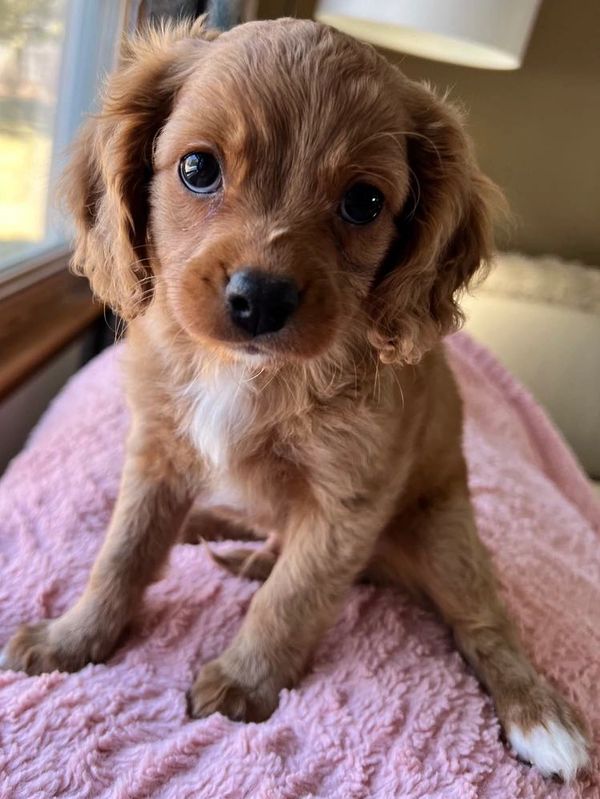 Puppy Willow Cavapoo and Cockapoo