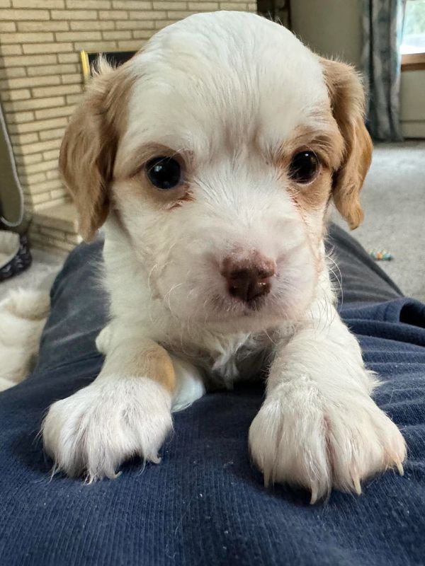 Puppy Willow Cavapoo and Cockapoo