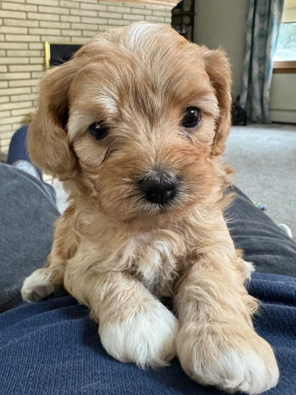 Puppy Willow Cavapoo and Cockapoo
