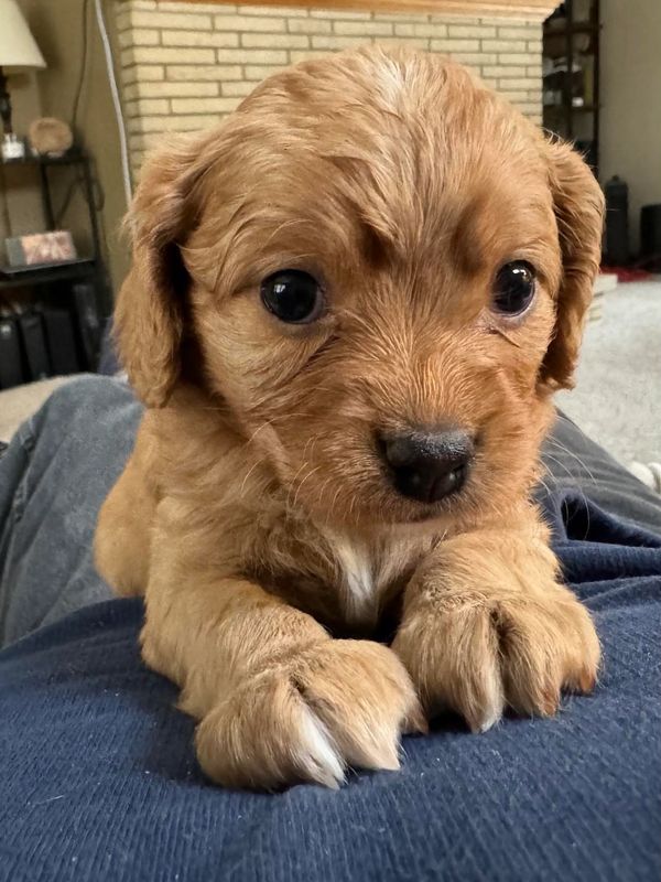 Puppy Willow Cavapoo and Cockapoo