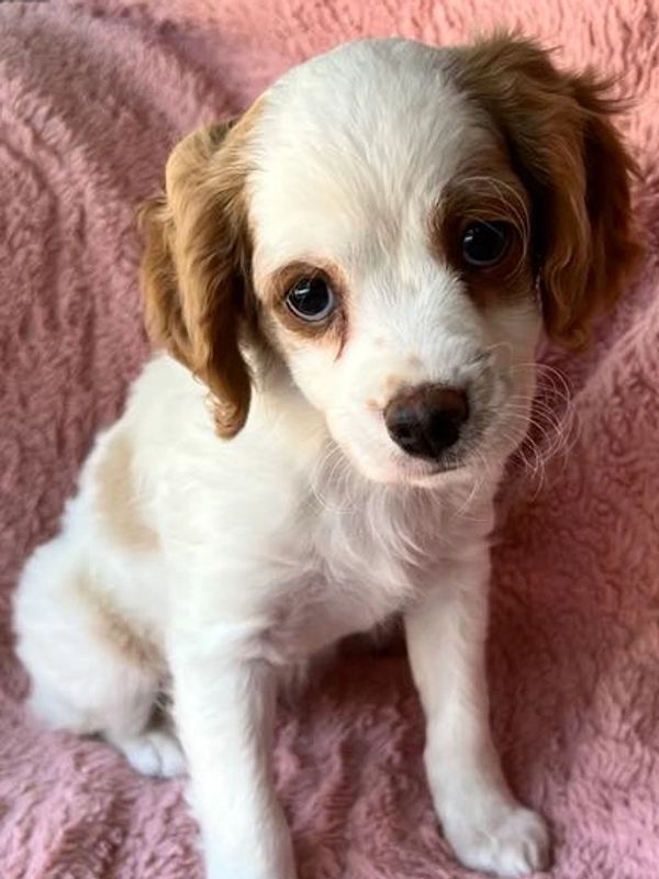 Puppy Willow Cavapoo and Cockapoo