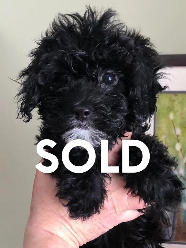 Puppy Willow Cavapoo and Cockapoo