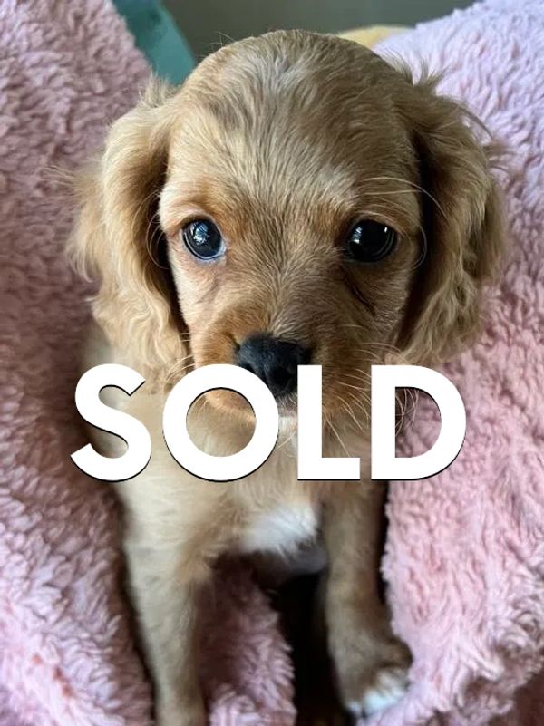 Puppy Willow Cavapoo and Cockapoo