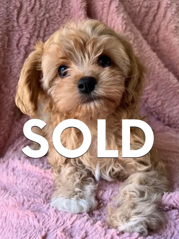 Puppy Willow Cavapoo and Cockapoo