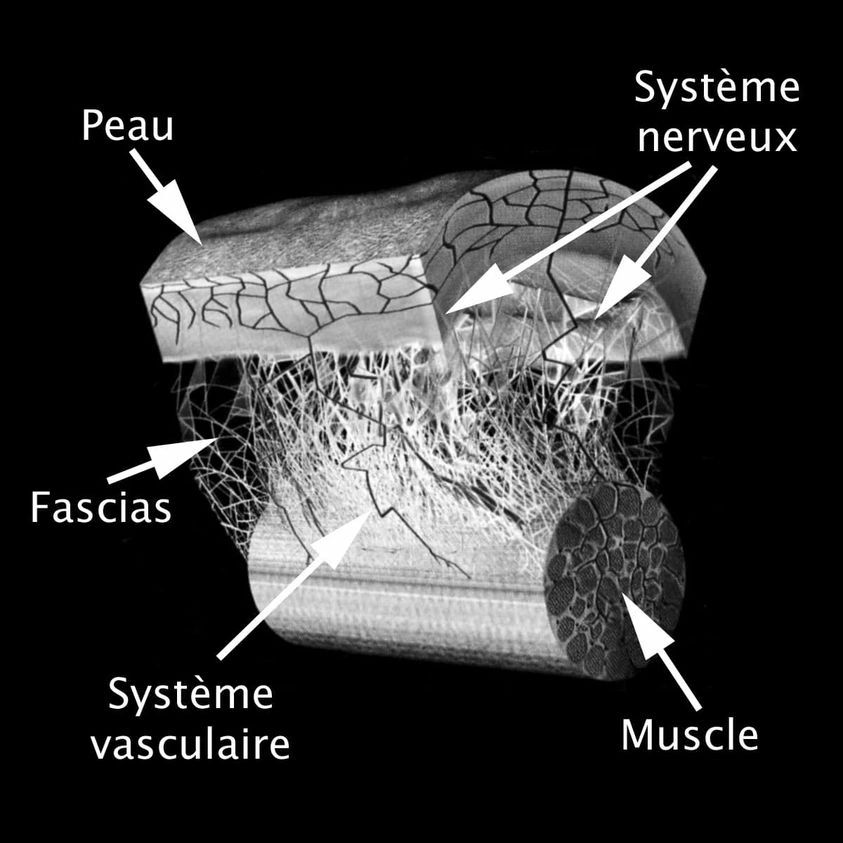 fascia vs peau