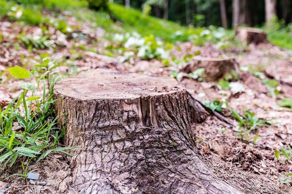 Pro Stump & Tree, LLC