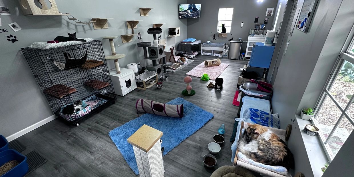 Cat Shelter - Last Chance Rescue