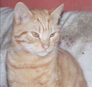 charlies old codgers