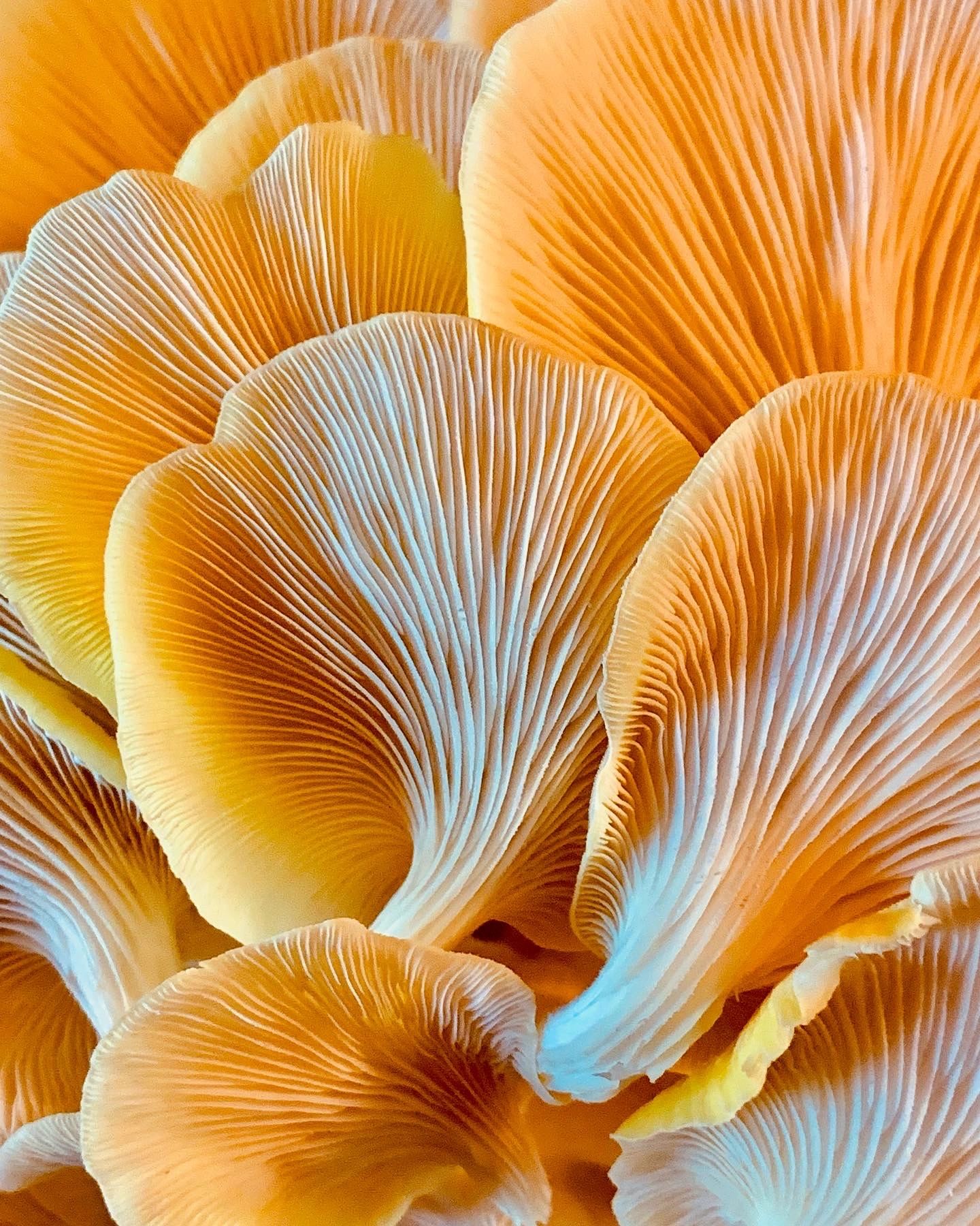 Radical Cultures - Mushrooms, Medicinals