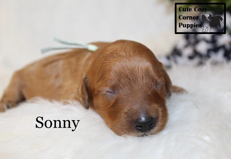 Sonny - Male, F1B CavaPoo