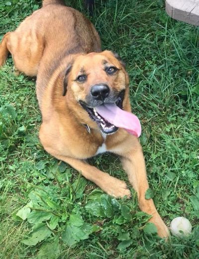 Training Cues | Happy Dog In-Home Dog Training