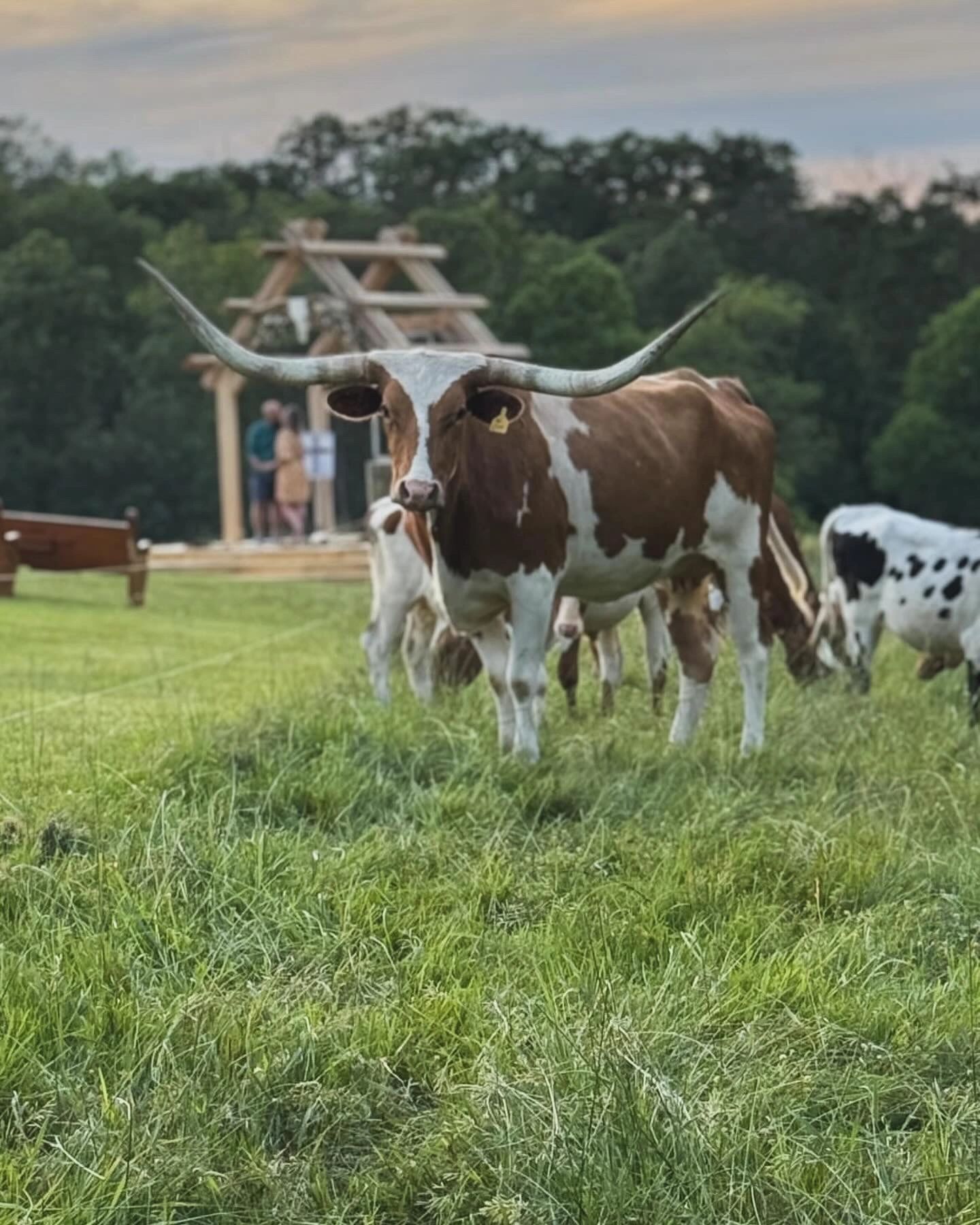 Evergreen Haven Farms