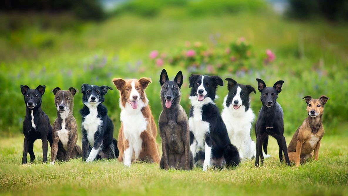 Adventure 30 min private session 8-10 dogs