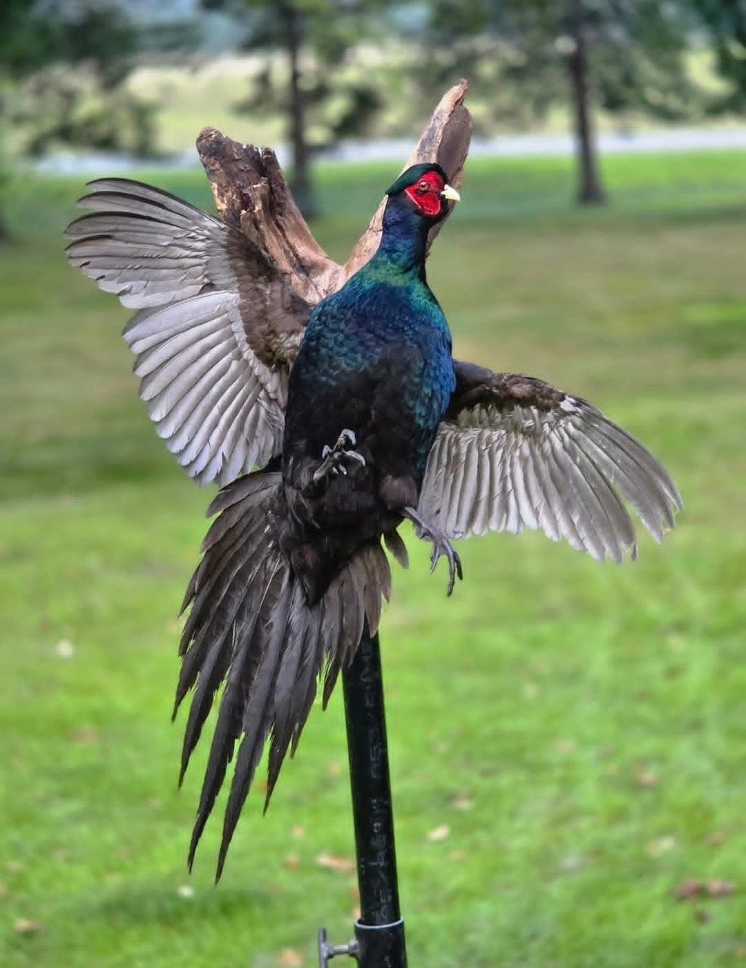 Bird Pricelist | Wild Nature Taxidermy