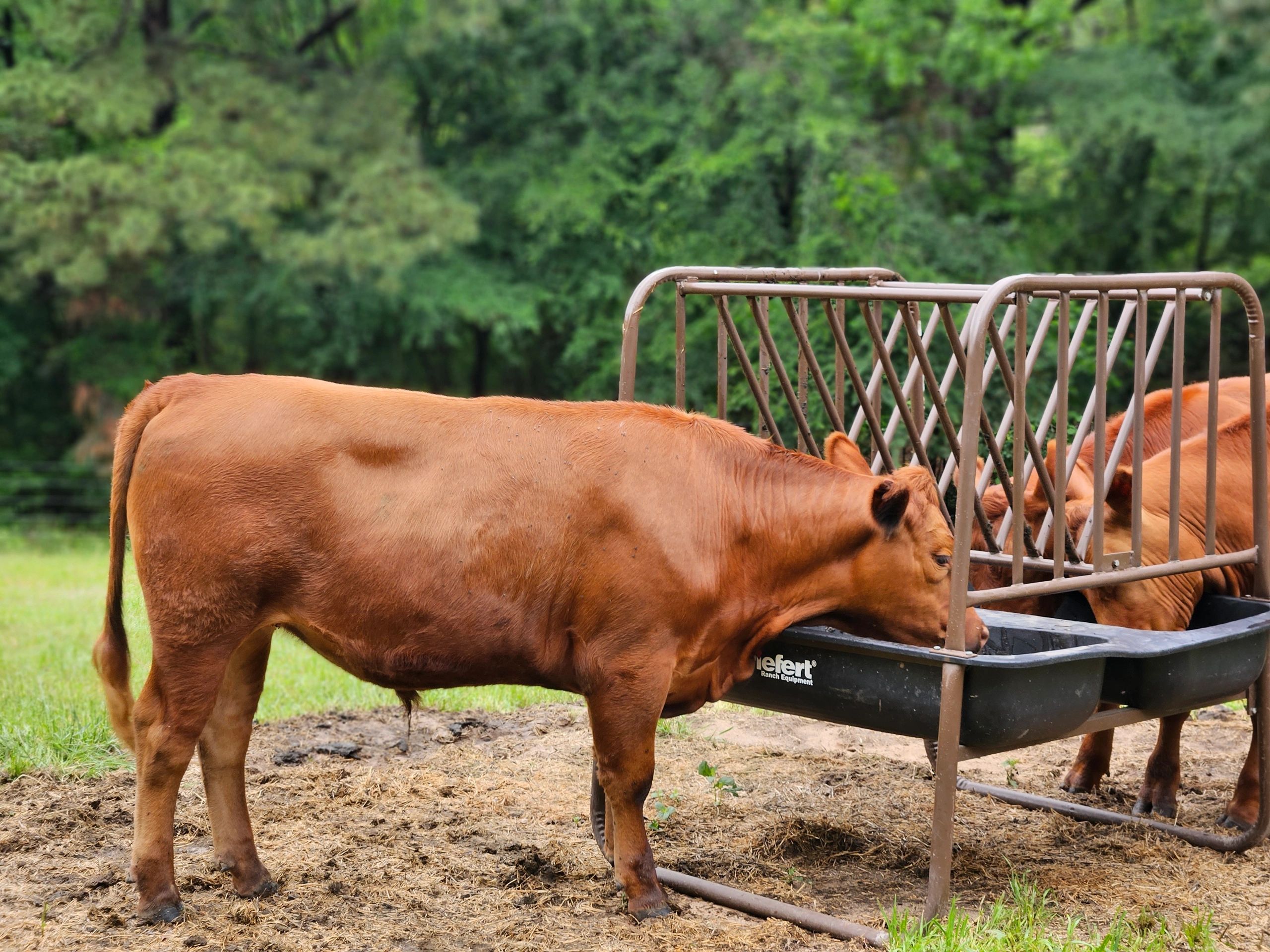 Hidden Creek Cattle Ranch - Tyler, Texas