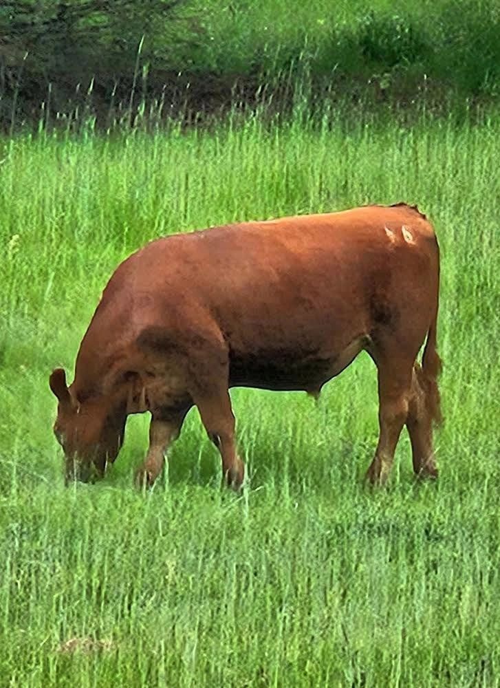 Hidden Creek Cattle Ranch - Tyler, Texas