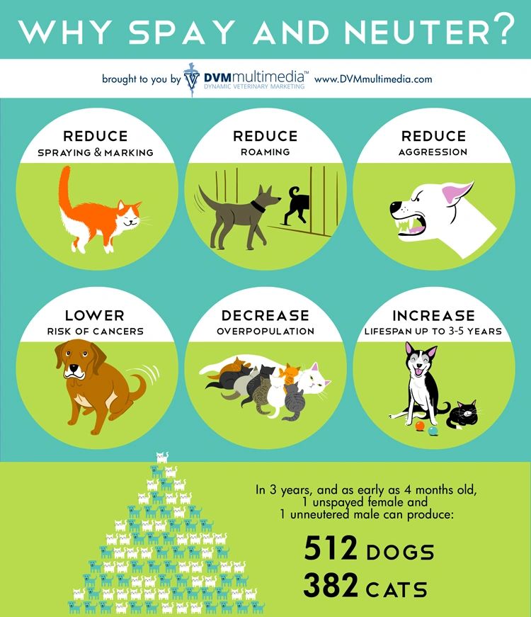 Vital Importance Of Spaying Neutering Pets A Responsible Choice 