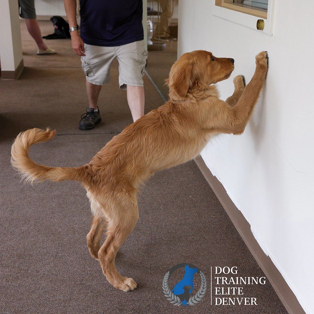 How Scent Training Works