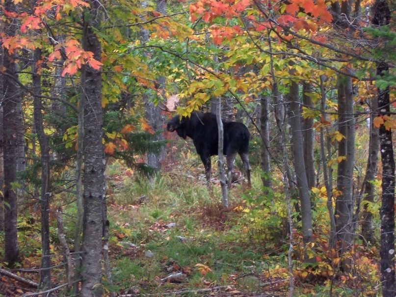 Finns and Antlers Guide Service and Outdoor Courses