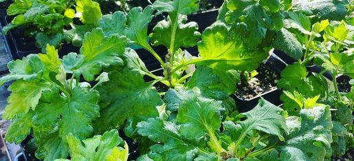 Mama's Mums - Chrysanthemums, Botanical Gardens, Minnesota Hardy ...