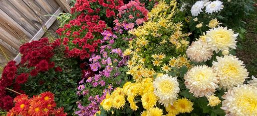 Mama's Mums - Chrysanthemums, Botanical Gardens, Minnesota Hardy ...
