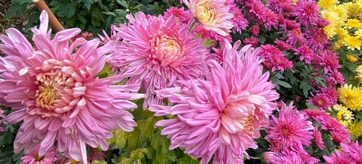 Mama's Mums - Chrysanthemums, Botanical Gardens, Minnesota Hardy ...
