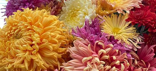 Mama's Mums - Chrysanthemums, Botanical Gardens, Minnesota Hardy ...
