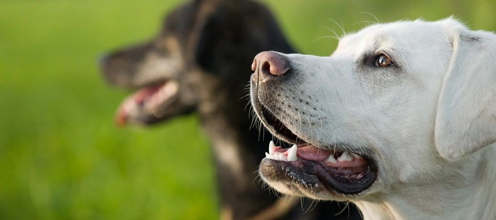 The Everyday Dog Positive Training - Dog Training, Dog Behavior