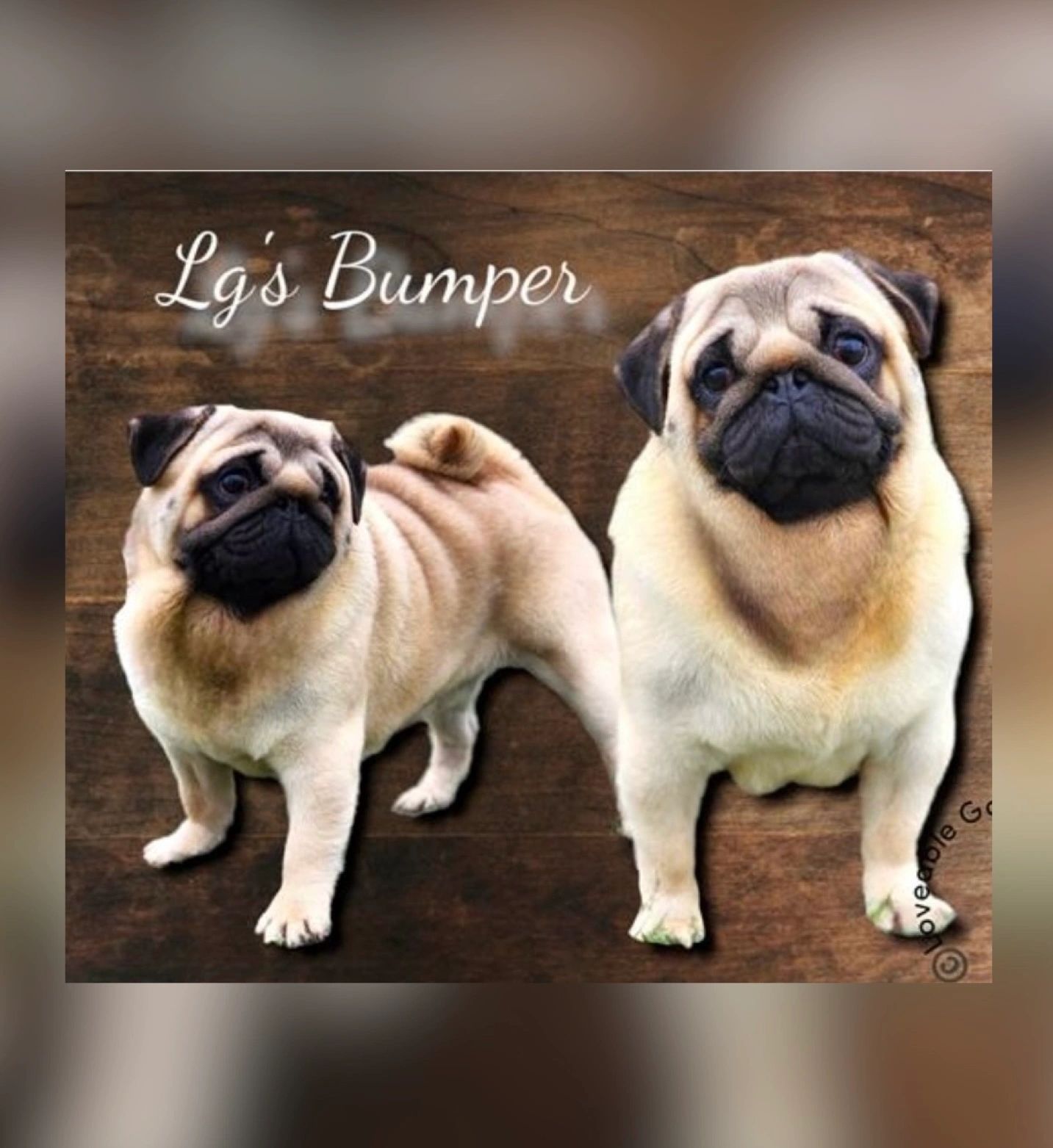 Maple Lane Pugs